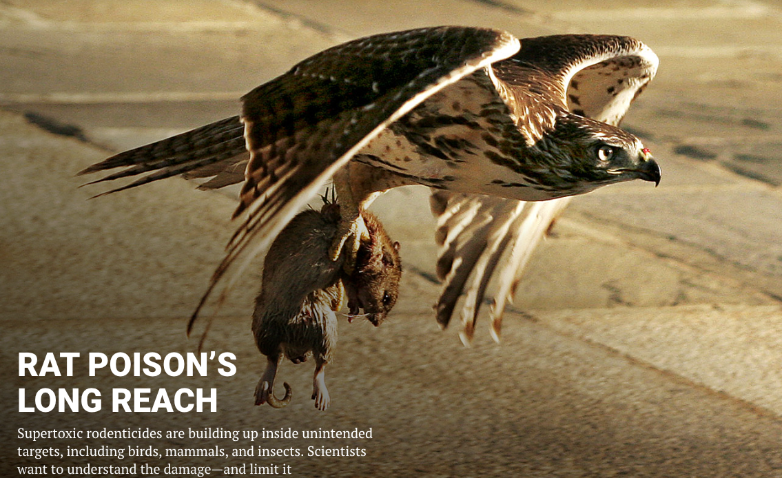 Science.org Article: Rat Poison's Long Reach – Ratology